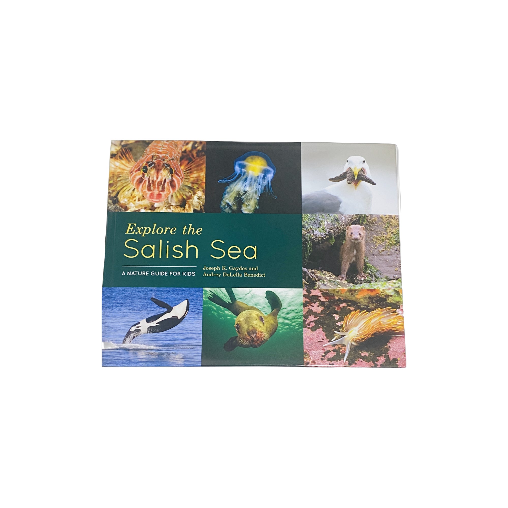 Salish Sea Facts For Kids _ Puget Sound Facts for Kids – MYDAE